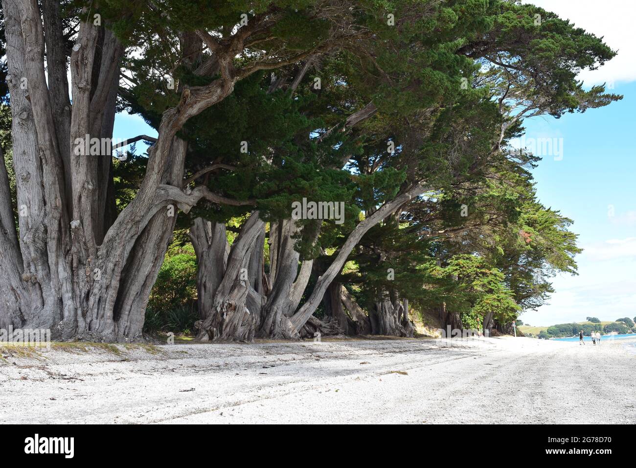 Flat coast of Mahurangi Harbour at Scotts Landing with shell beach and ...
