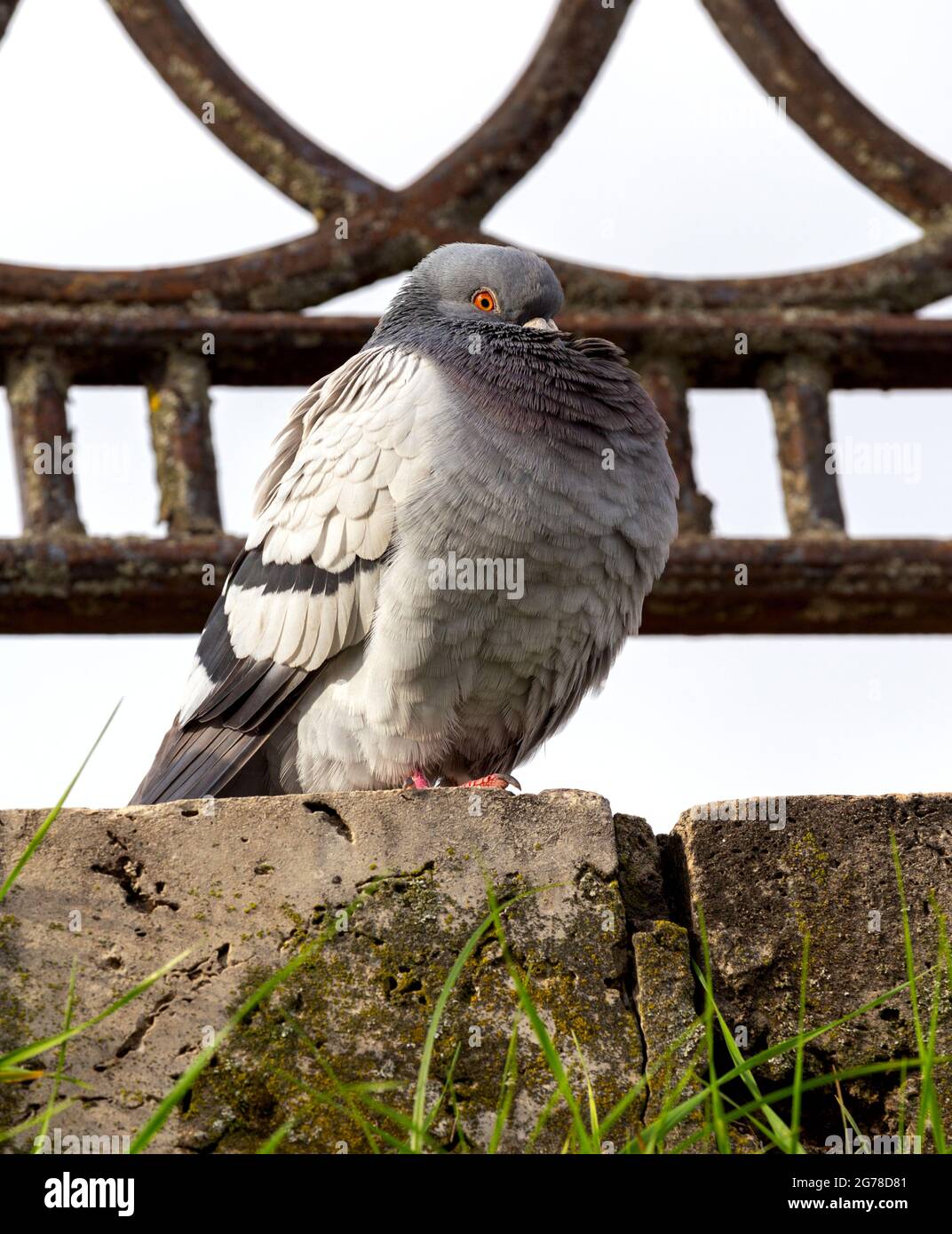 Serious bird hi-res stock photography and images - Alamy