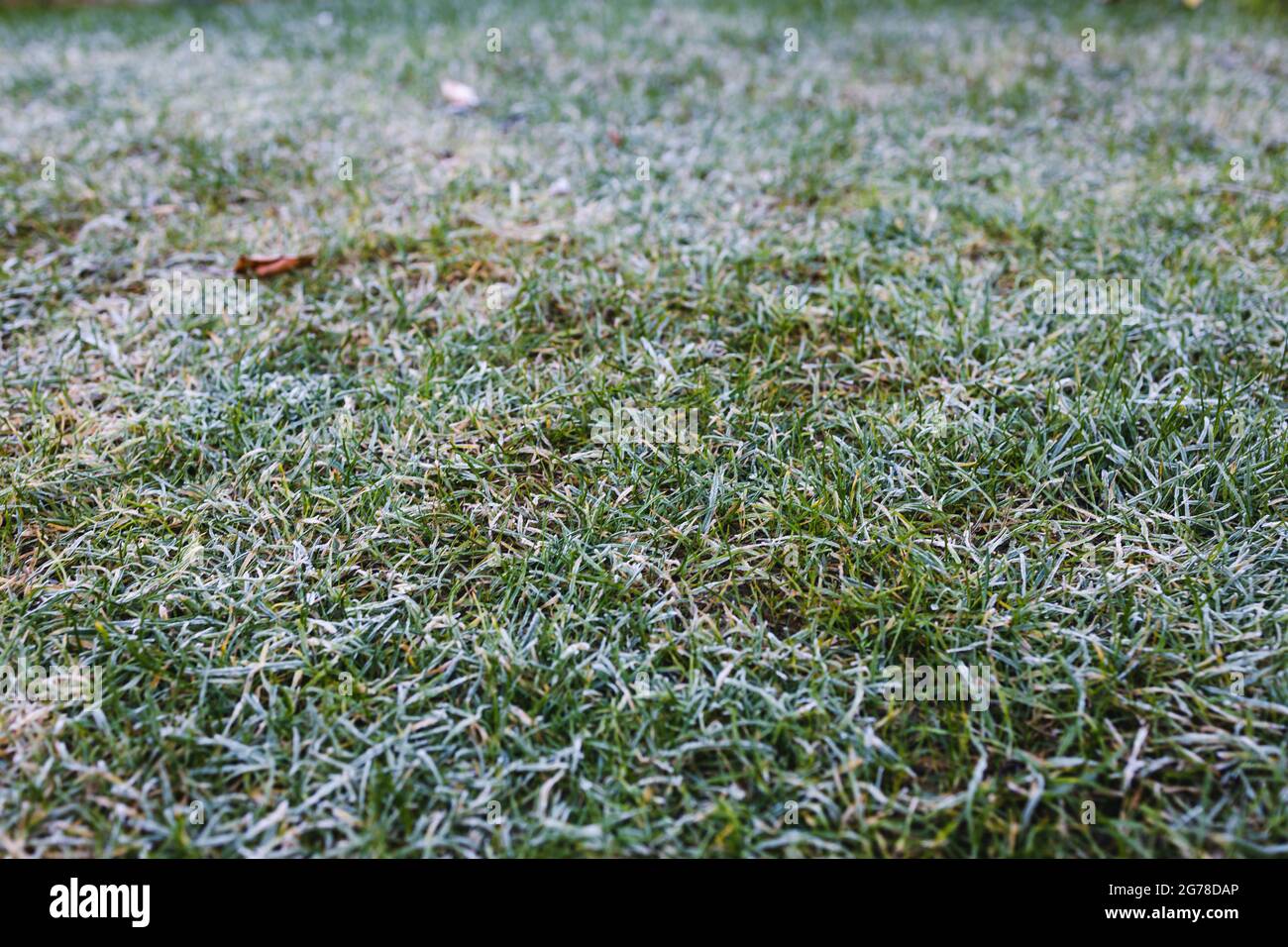 frosted lawn, close-up of winter morning frost on green grass shot at ...
