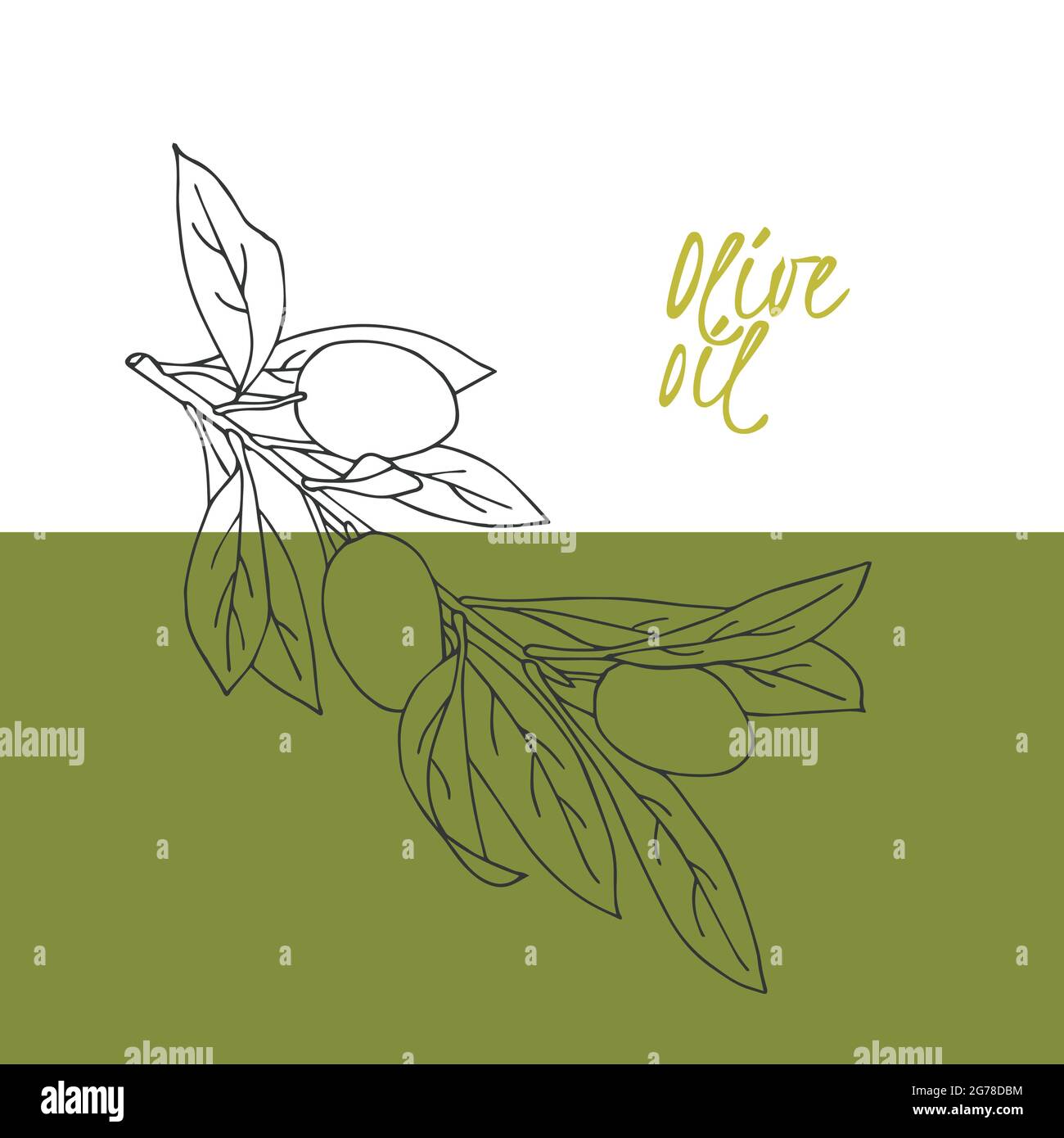 Olive branch, doodling hand drawing, olive oil. Background backdrop ...