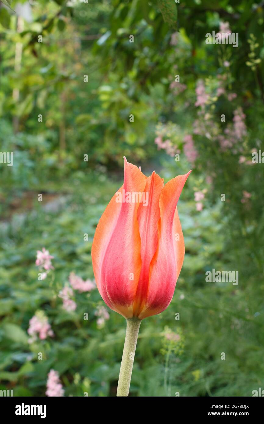 Tulip growing in a garden with green natural background Stock Photo - Alamy