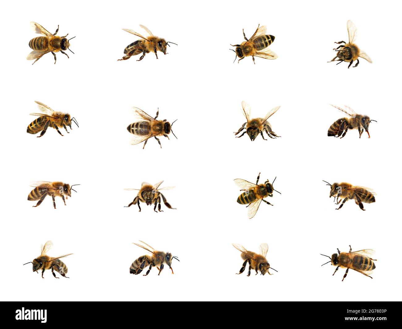 group of bee or honeybee in Latin Apis Mellifera, european or western ...