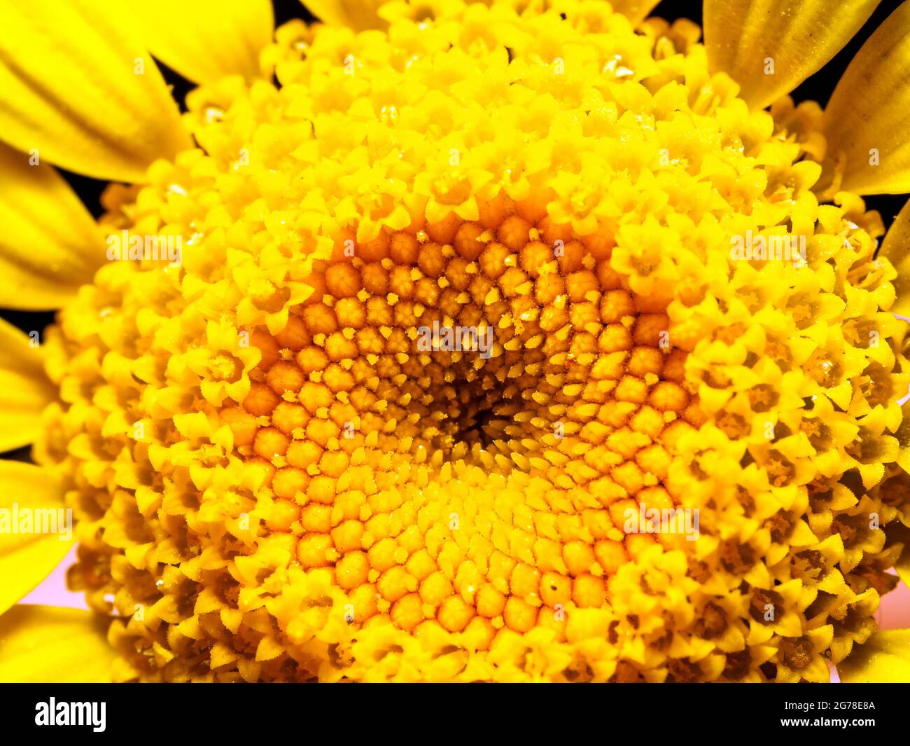 Cota hi-res stock photography and images - Alamy