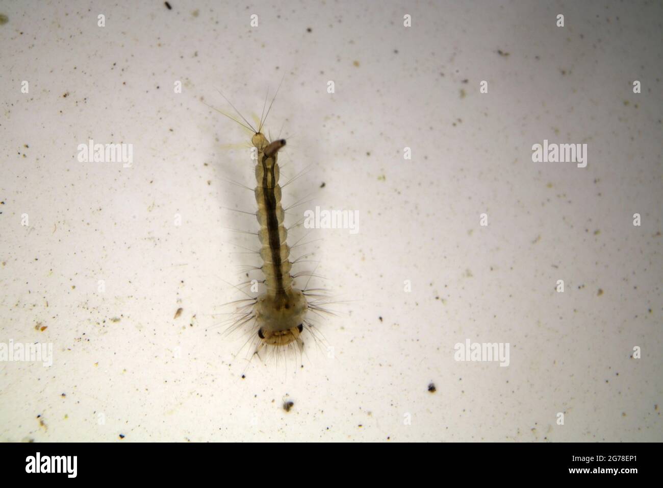 Culicidae Larvae