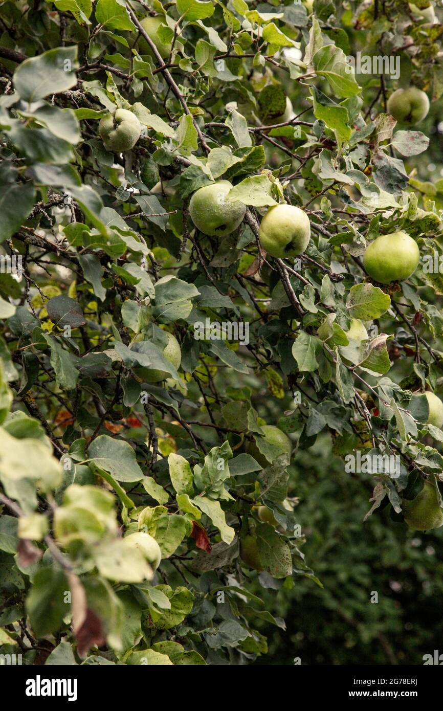 Quince Tree High Resolution Stock Photography and Images - Alamy