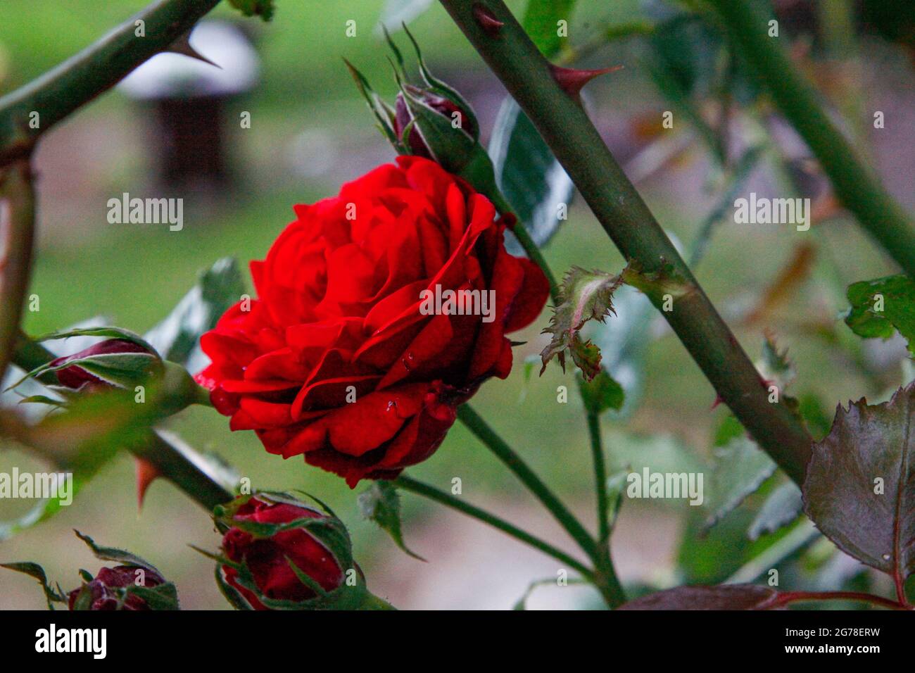 June rose flowers hi-res stock photography and images - Alamy