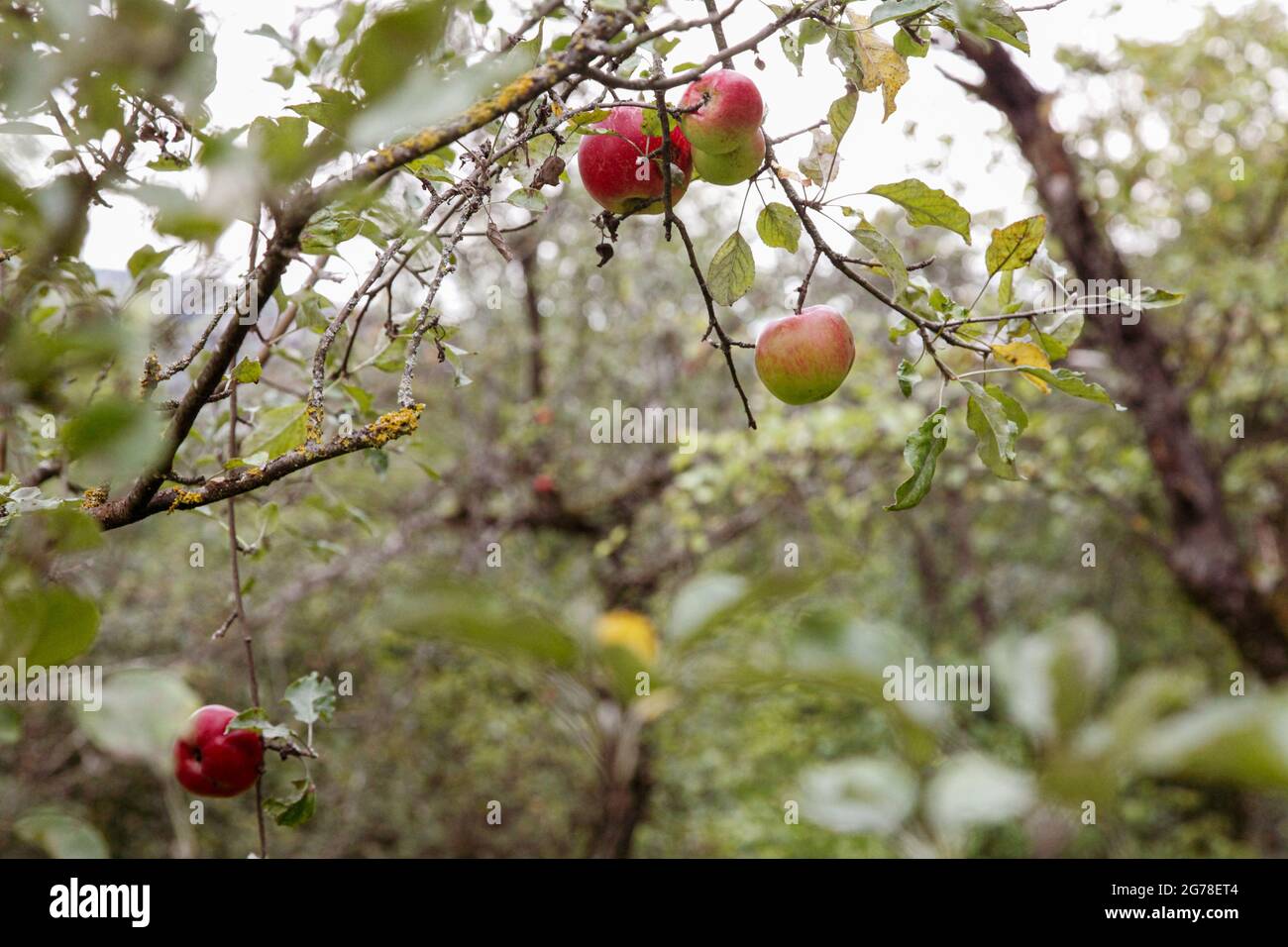 Apple organic tree hi-res stock photography and images - Alamy