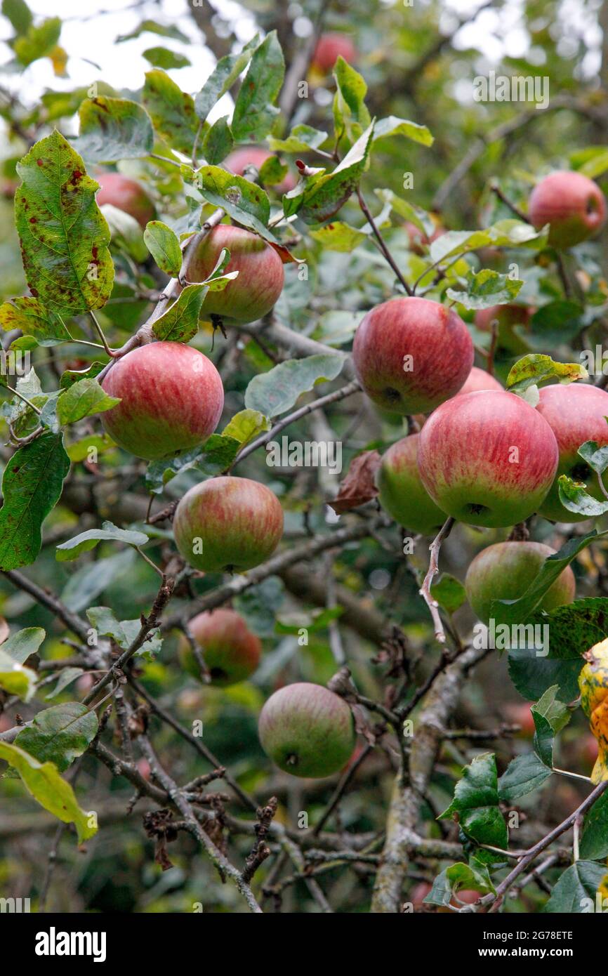 Organic apples, apple tree Stock Photo - Alamy