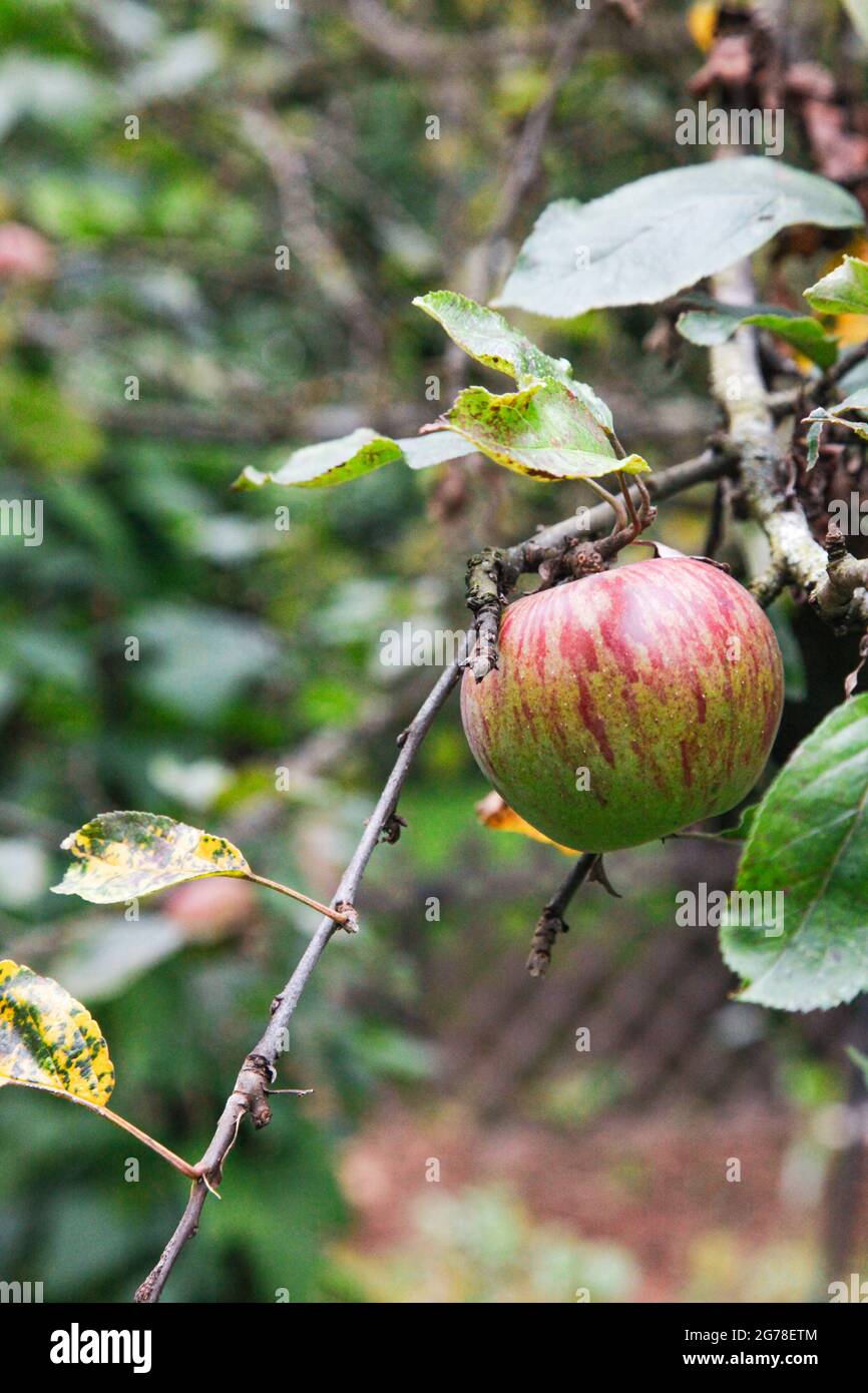 Apple growing area hi-res stock photography and images - Alamy