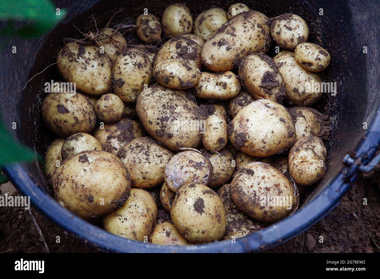 Peasant potatoes hi-res stock photography and images - Alamy