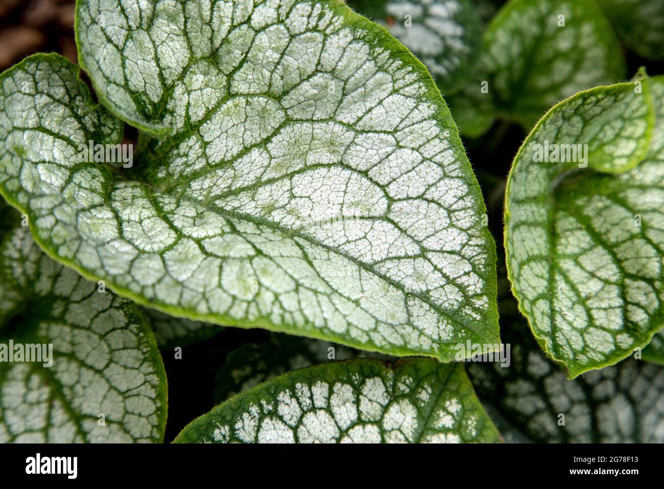 Brunnera hi-res stock photography and images - Alamy