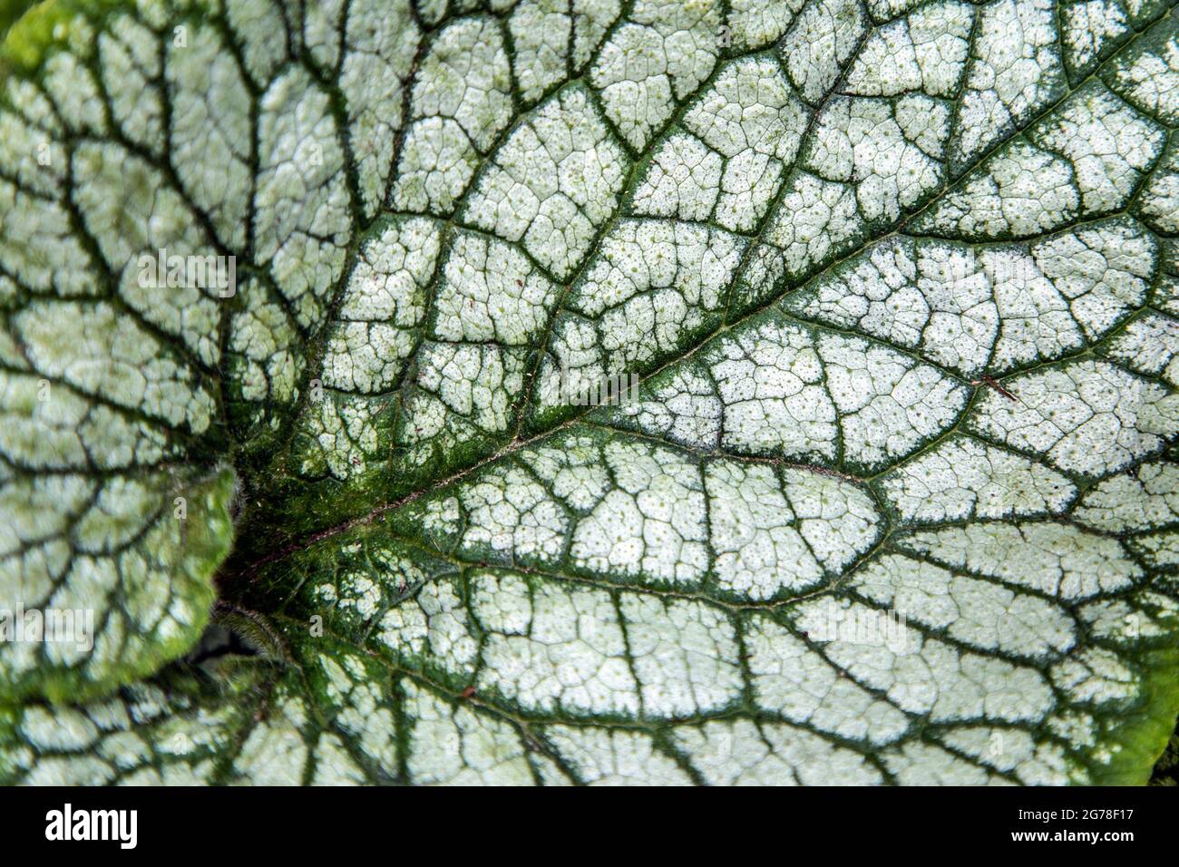 White and green Brunnera macrophylla leaves Stock Photo - Alamy