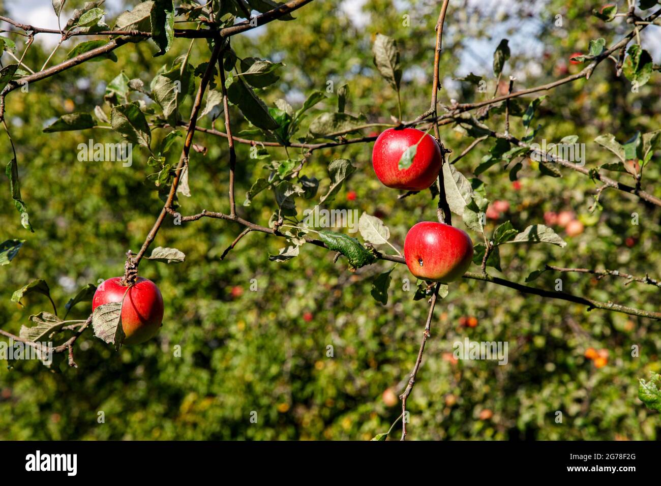 Apples, apple tree, September, late summer Stock Photo - Alamy
