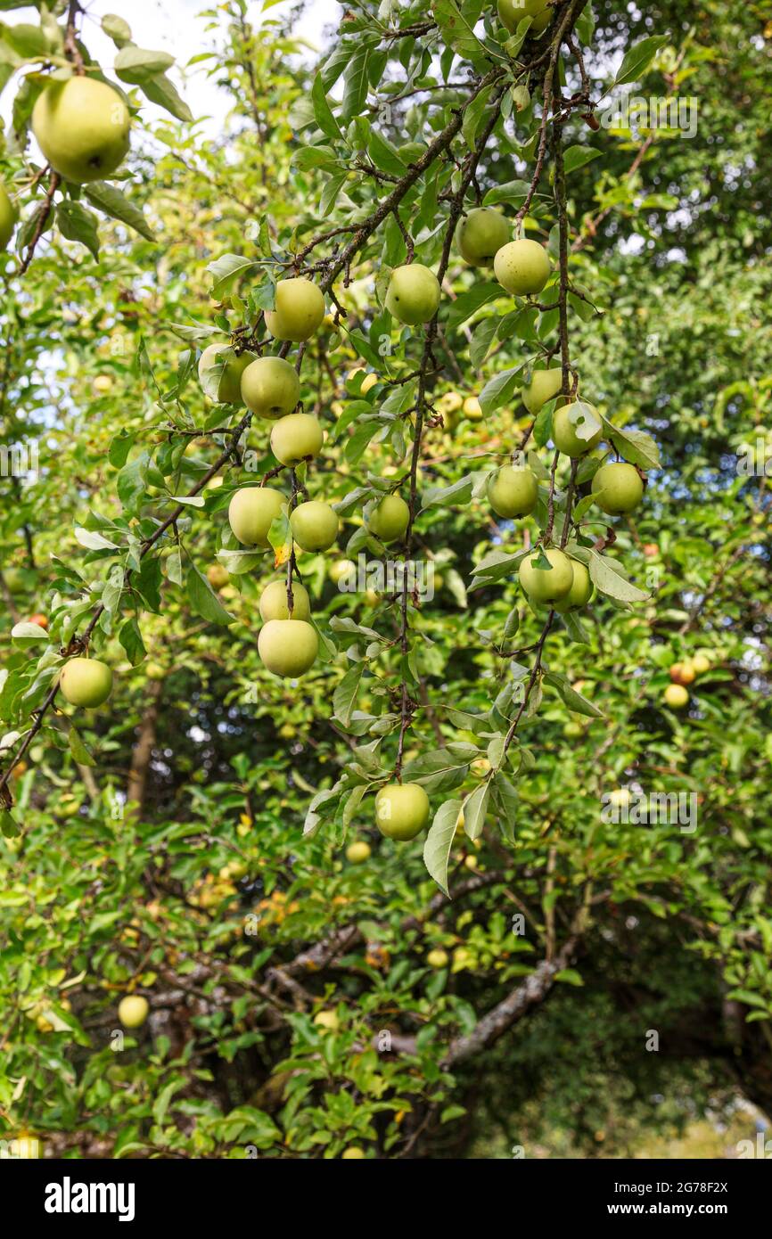 September summer hi-res stock photography and images - Alamy