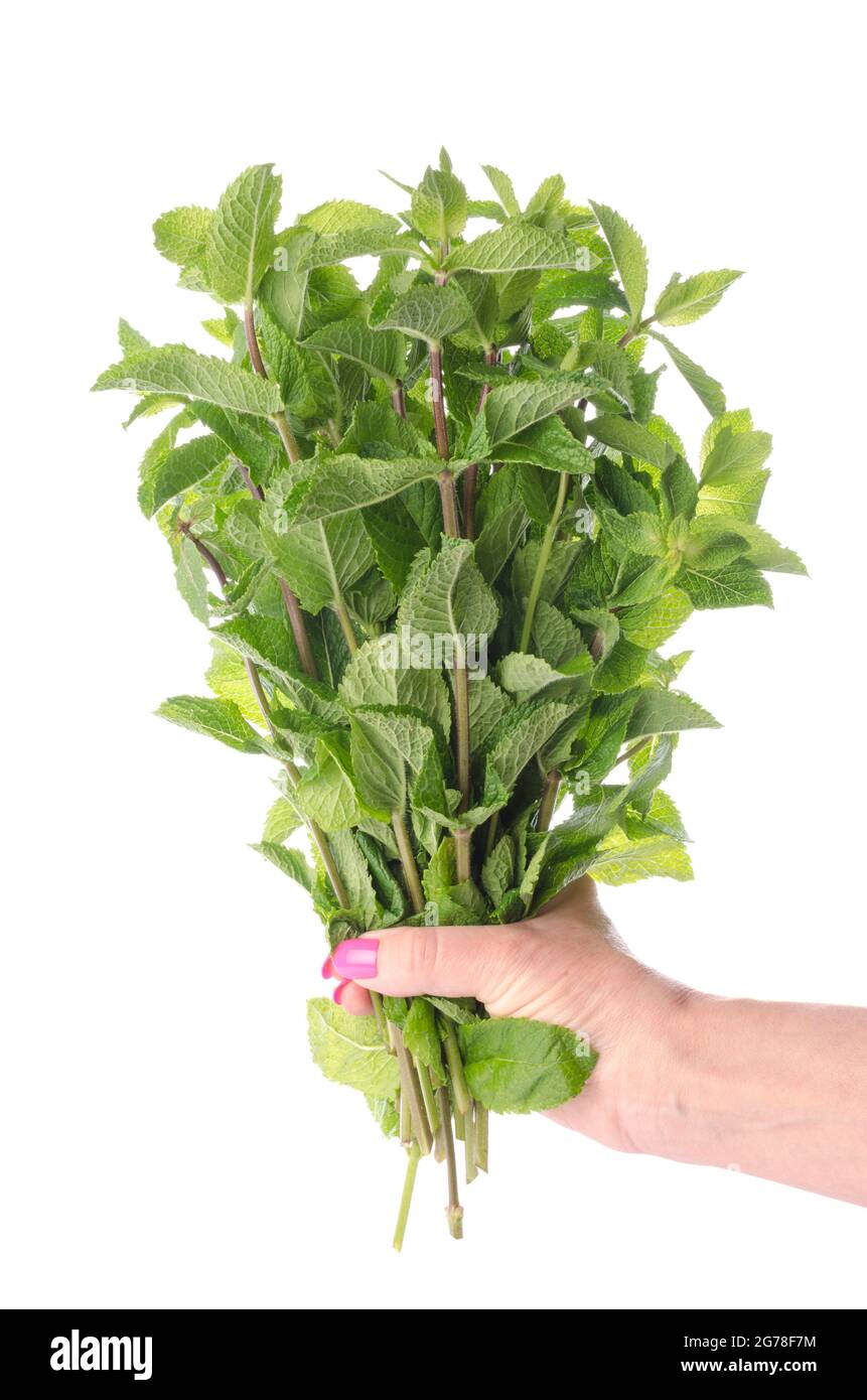 Hand holding a bunch of fresh mint, isolated on white Stock Photo - Alamy