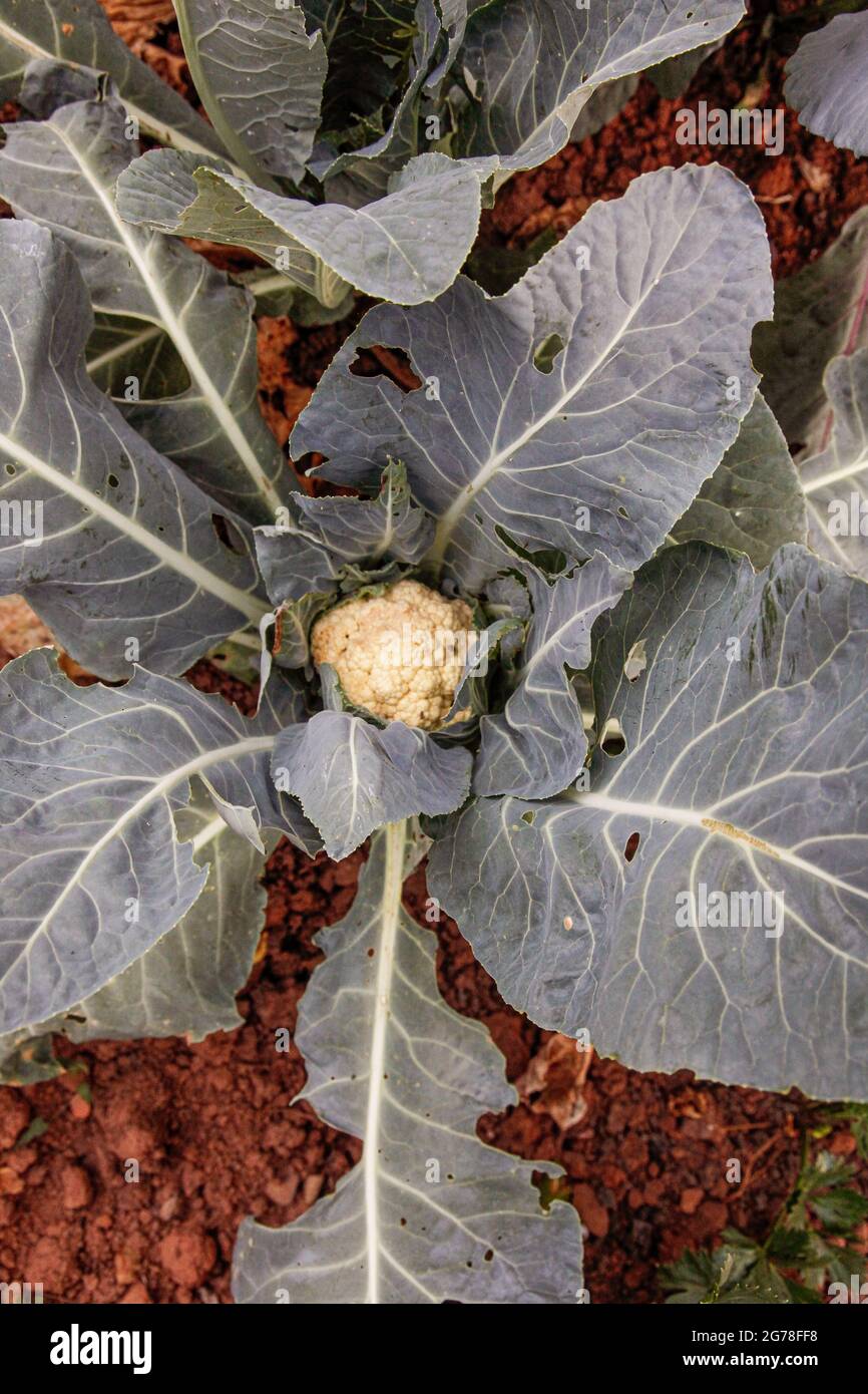 Cauliflower, organic vegetable patch, healthy Stock Photo - Alamy