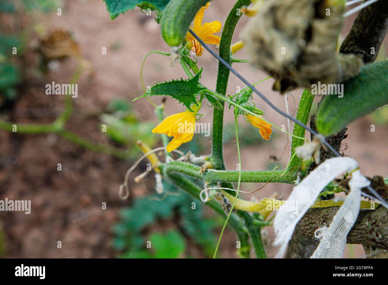Sow cucumbers hi-res stock photography and images - Alamy