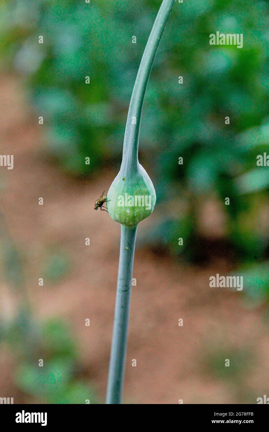 Plant, fly, vegetable patch, self-cultivation Stock Photo - Alamy