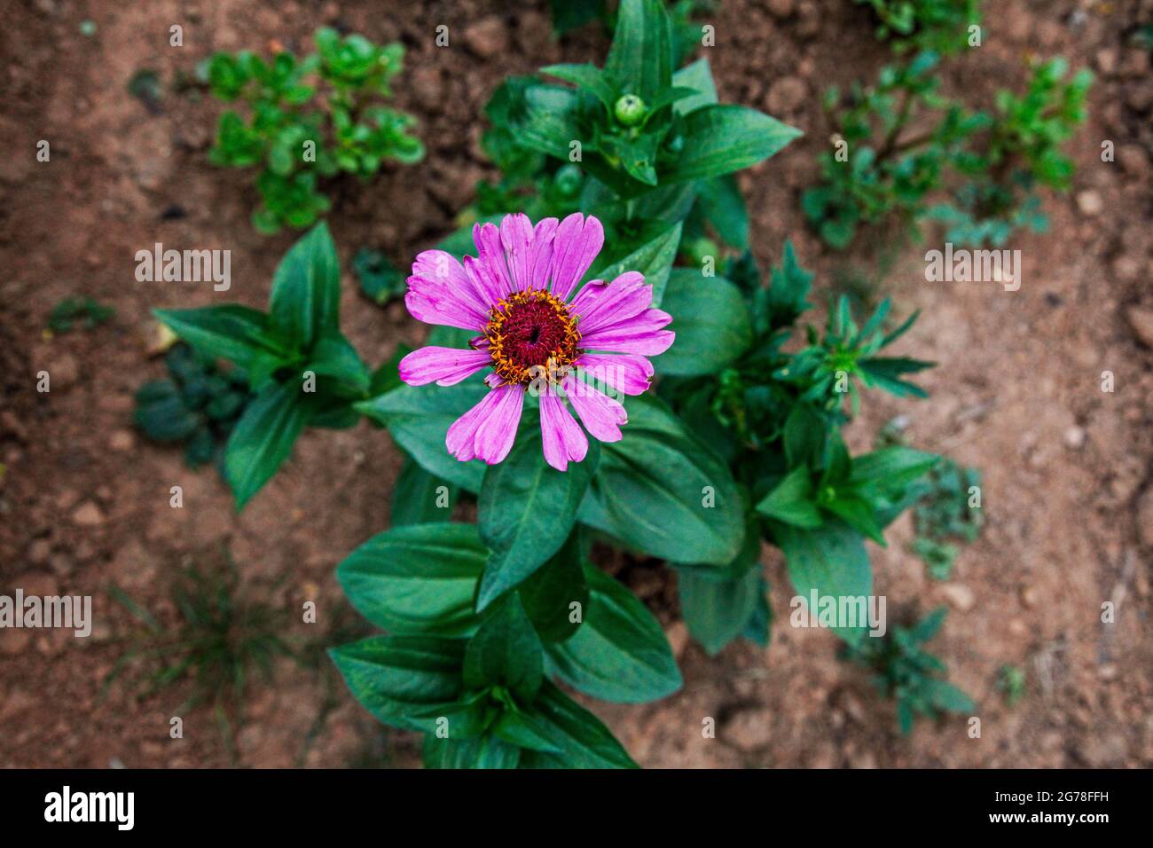 Pure colors hi-res stock photography and images - Alamy