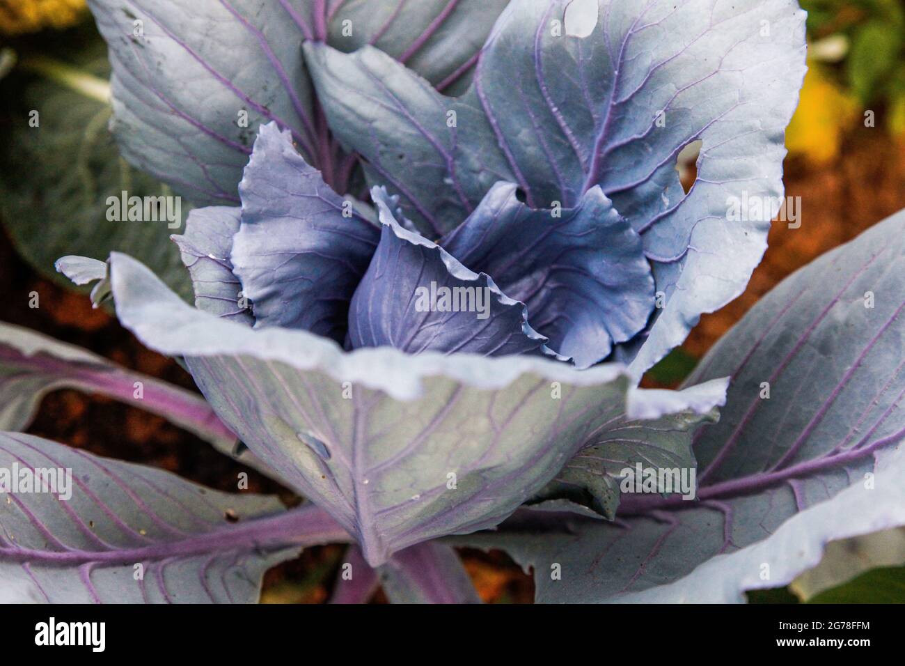 Vegetable garden august garden growing vegetables hi-res stock ...