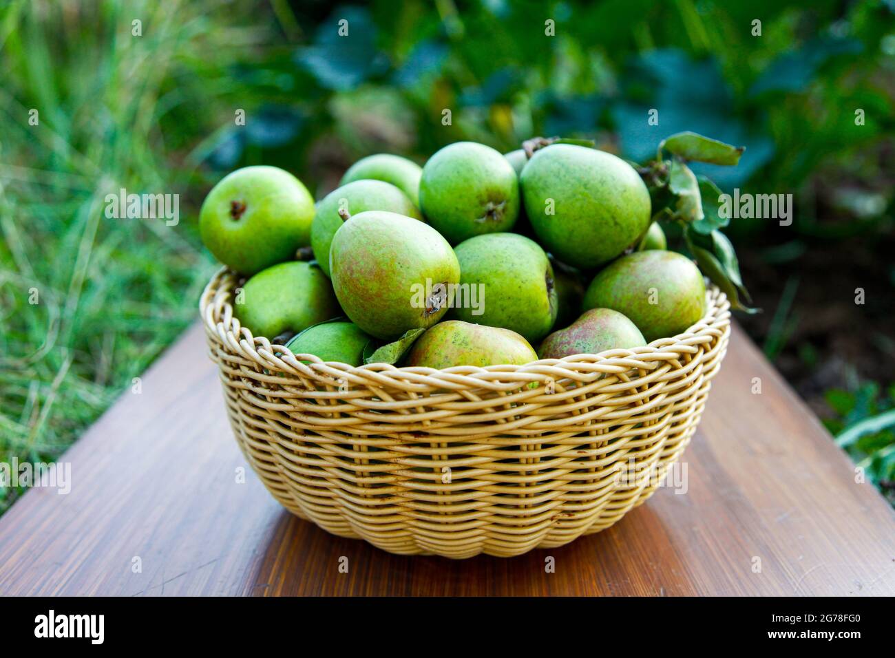 Pears growing tree garden hi-res stock photography and images - Alamy