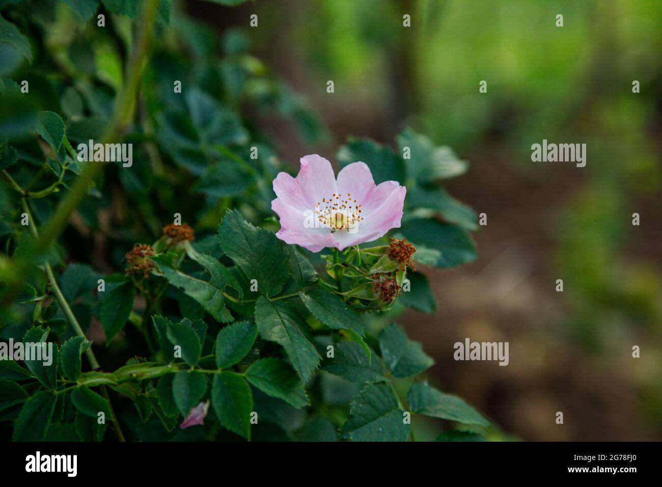 Wild rose, garden, botany, flower, blossom Stock Photo - Alamy