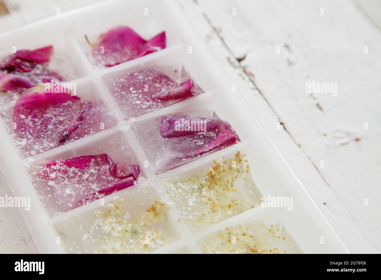 Ice cubes, rose petals, flowers, spring, romantic, still life Stock ...