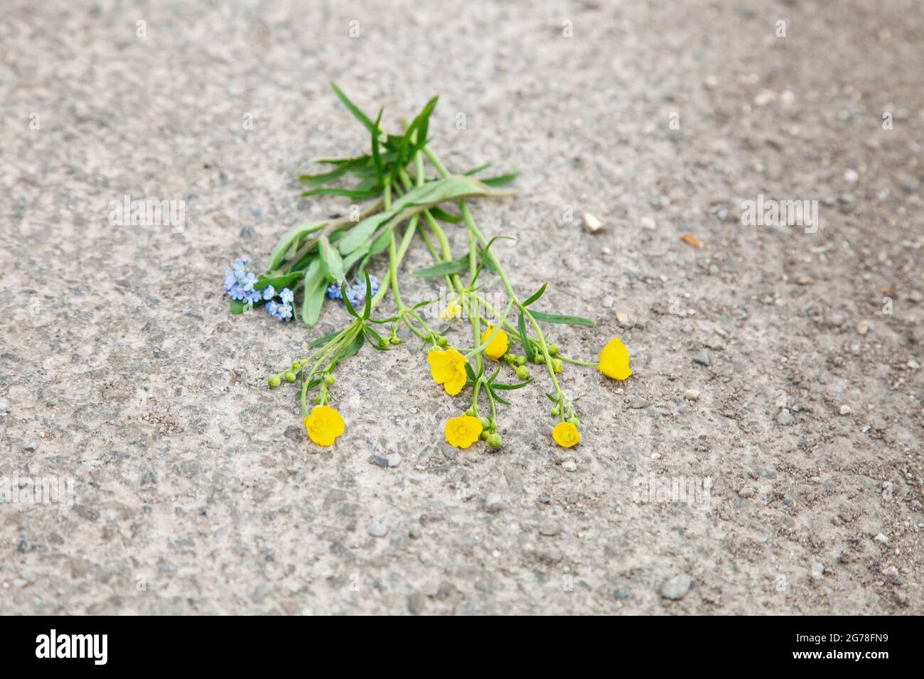 Spring flowers on the ground hi-res stock photography and images - Alamy