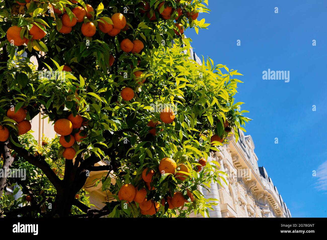 Orange tree with oranges. Traditional French old building with typical ...