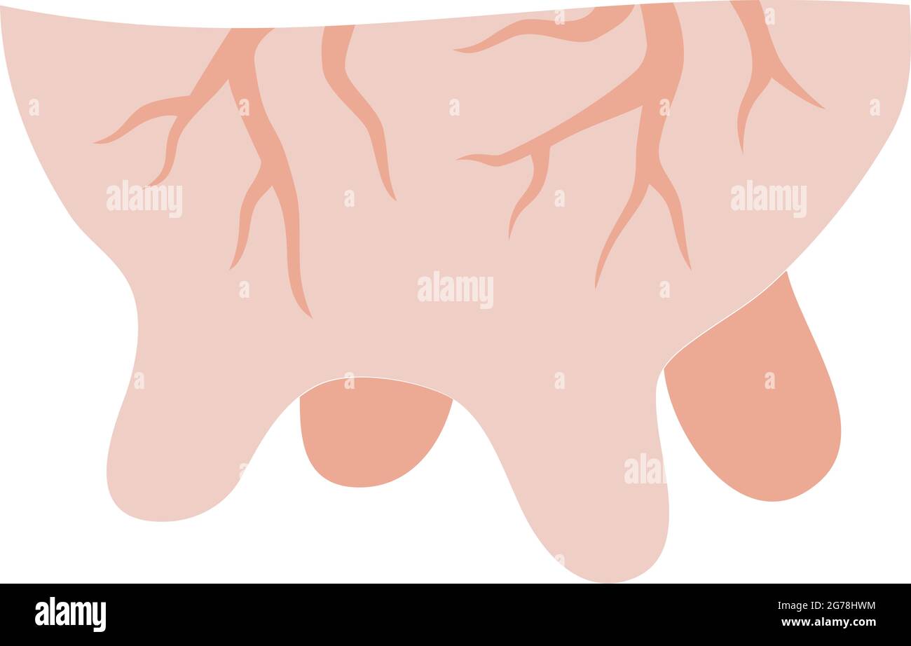 Isolated illustration of a cow udder on a white background Stock Vector ...