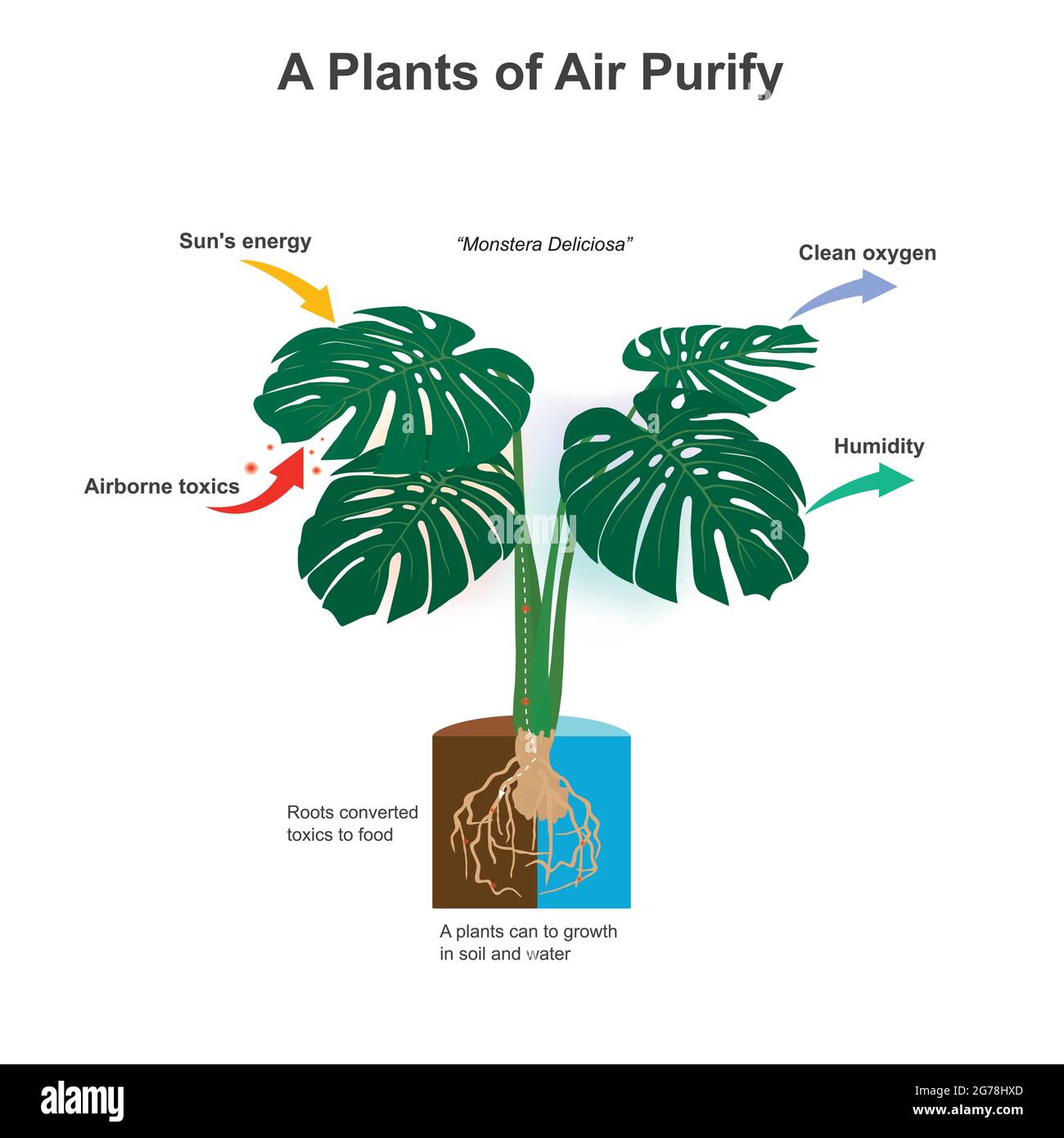 A Plants of Air Purify. Illustration showing amazing of plants it can a ...