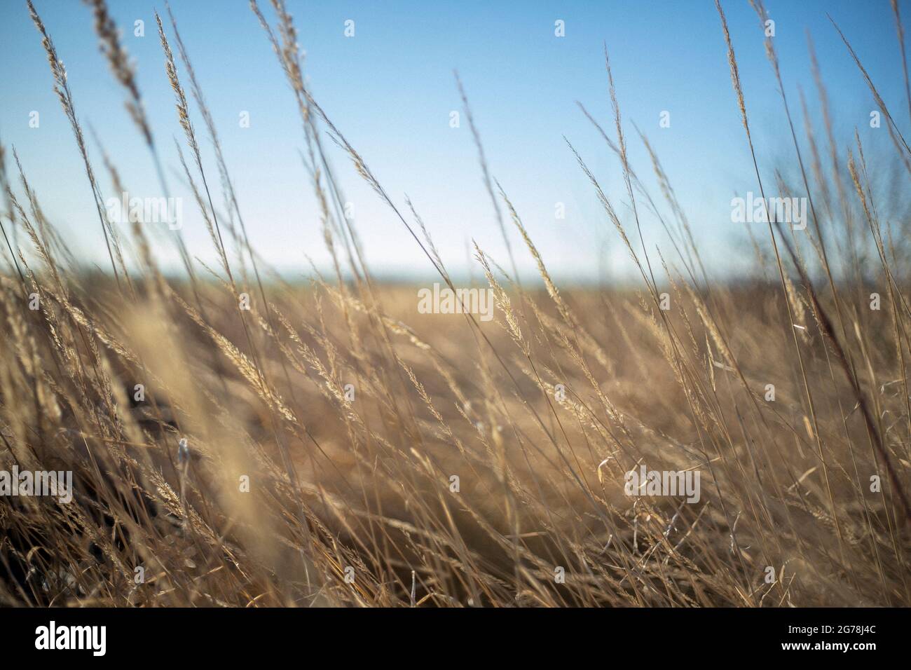 Grass and sky Stock Photo - Alamy