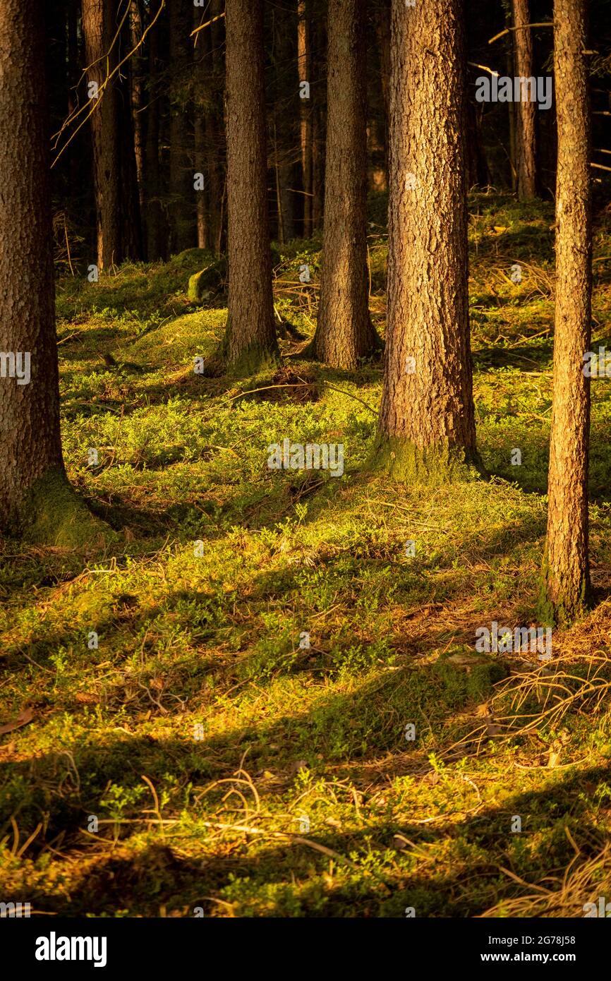 Forest in golden brown hi-res stock photography and images - Alamy