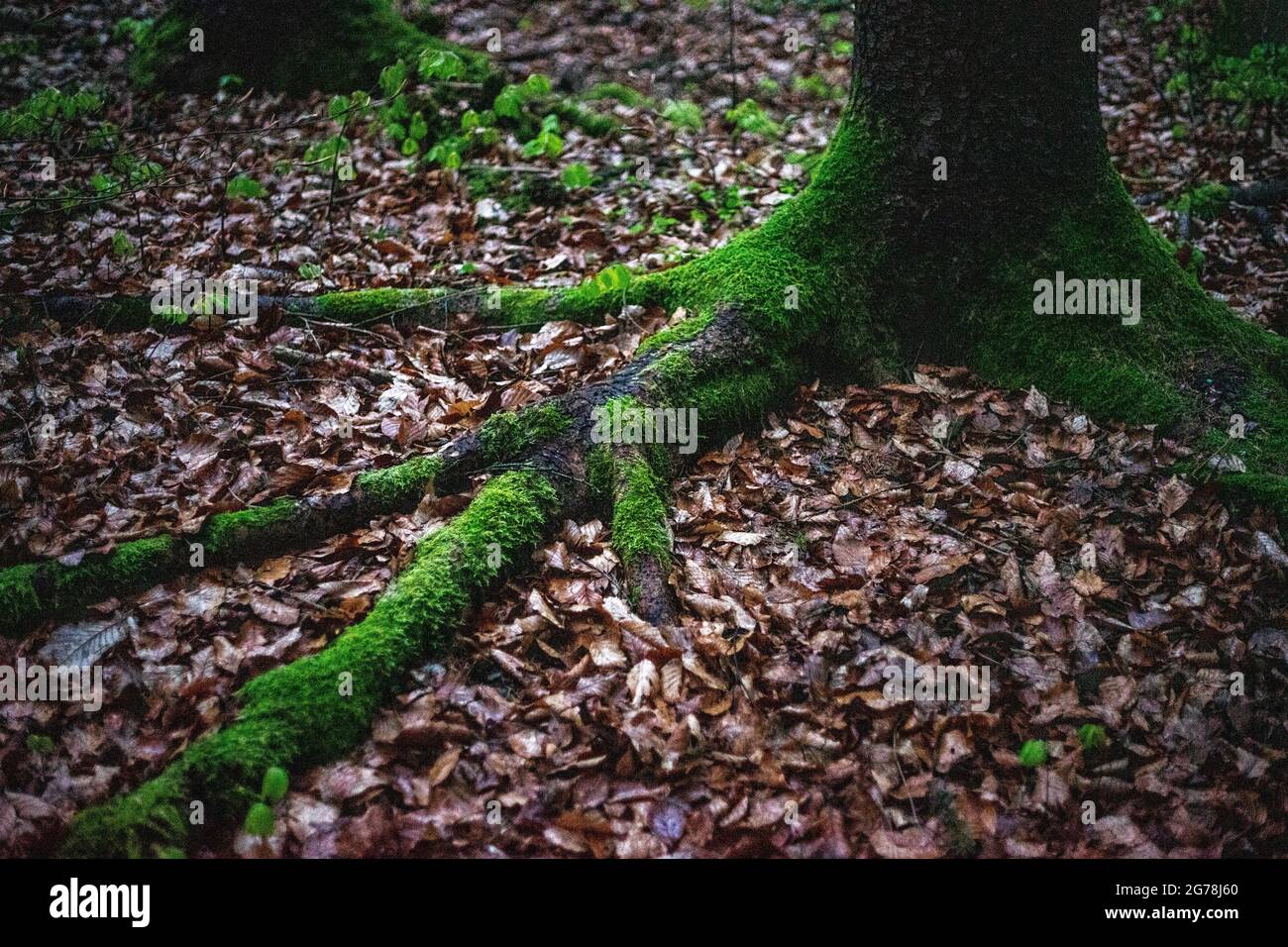 Moss covered root between leaves hi-res stock photography and images ...