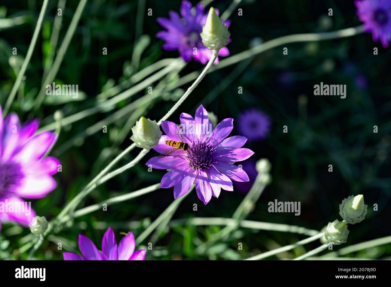 Immortelle hi-res stock photography and images - Alamy