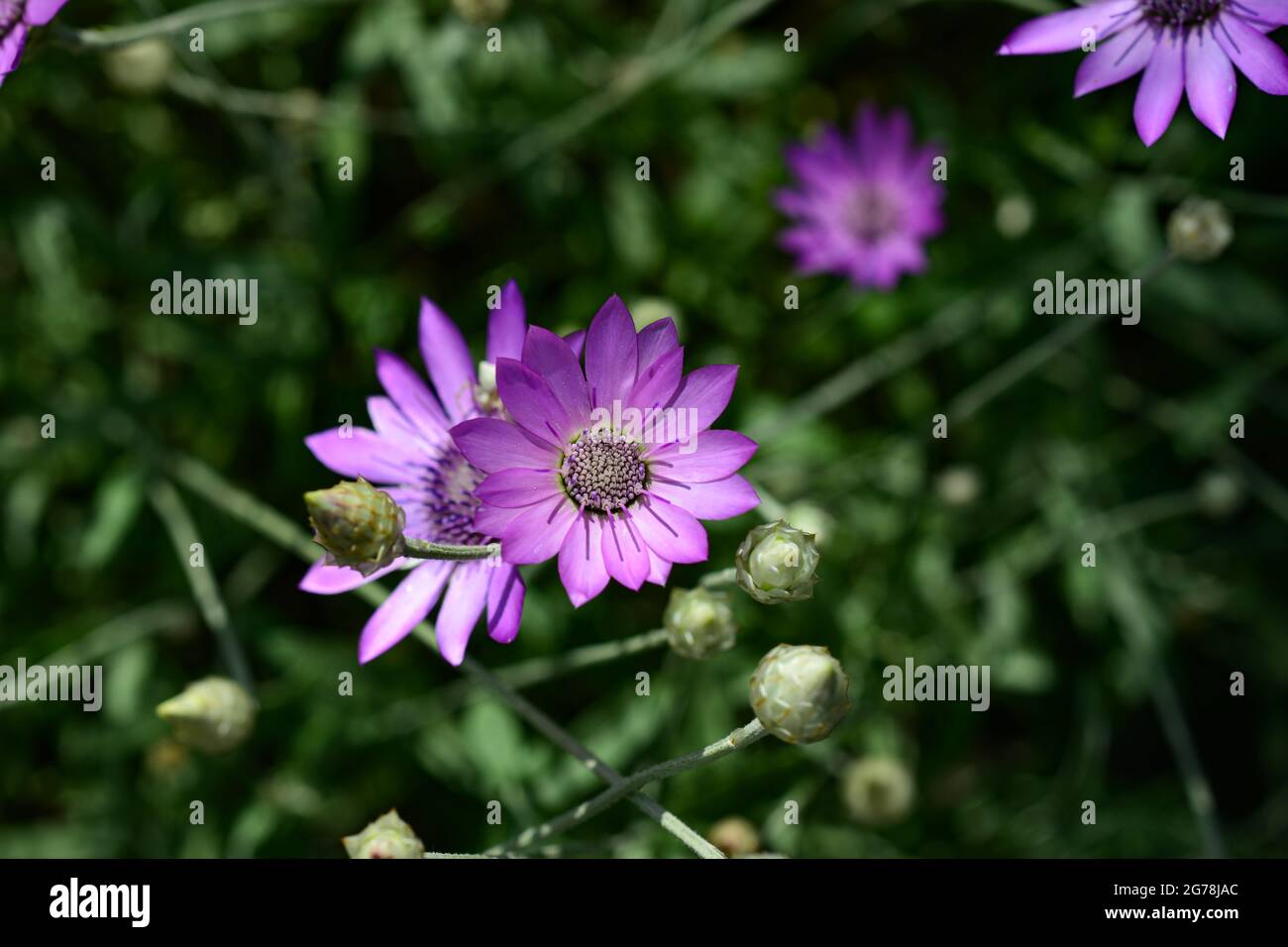 Immortelle flower hi-res stock photography and images - Alamy
