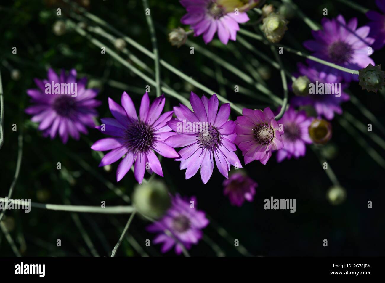 Annual immortelle hi-res stock photography and images - Alamy