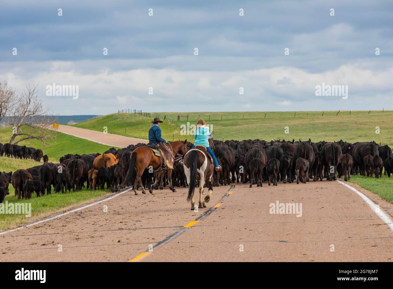 Cowgirl herding cattle hi-res stock photography and images - Alamy