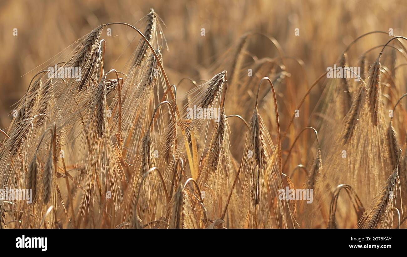 Ripe golden spikes of Barley in the field. Ears of Barley. Spikelets ...
