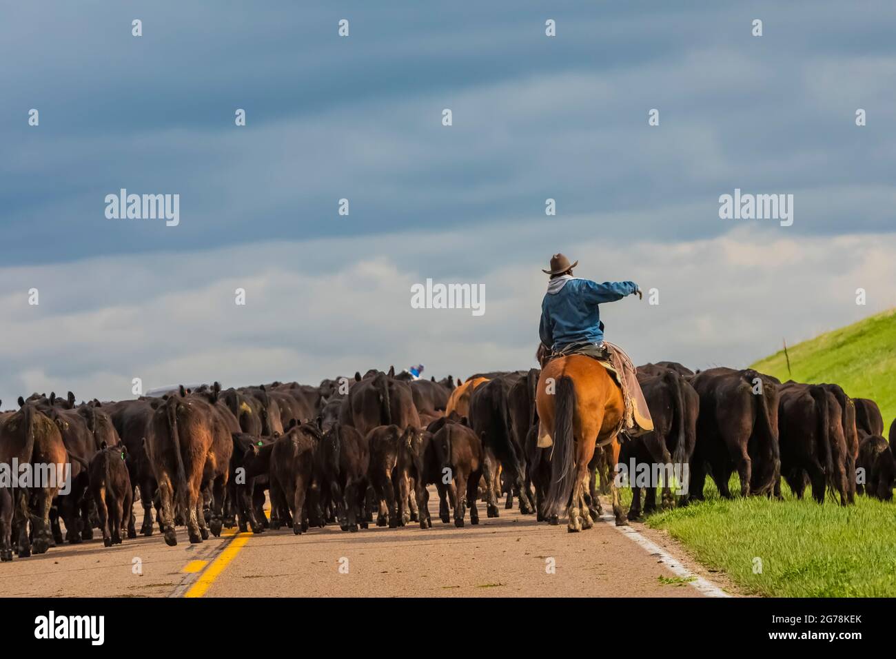 Nebraska ranch cattle hi-res stock photography and images - Alamy