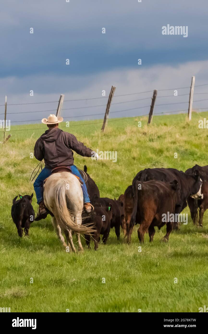 Chasing a calf during a family cattle drive along Nebraska Highway 71 ...