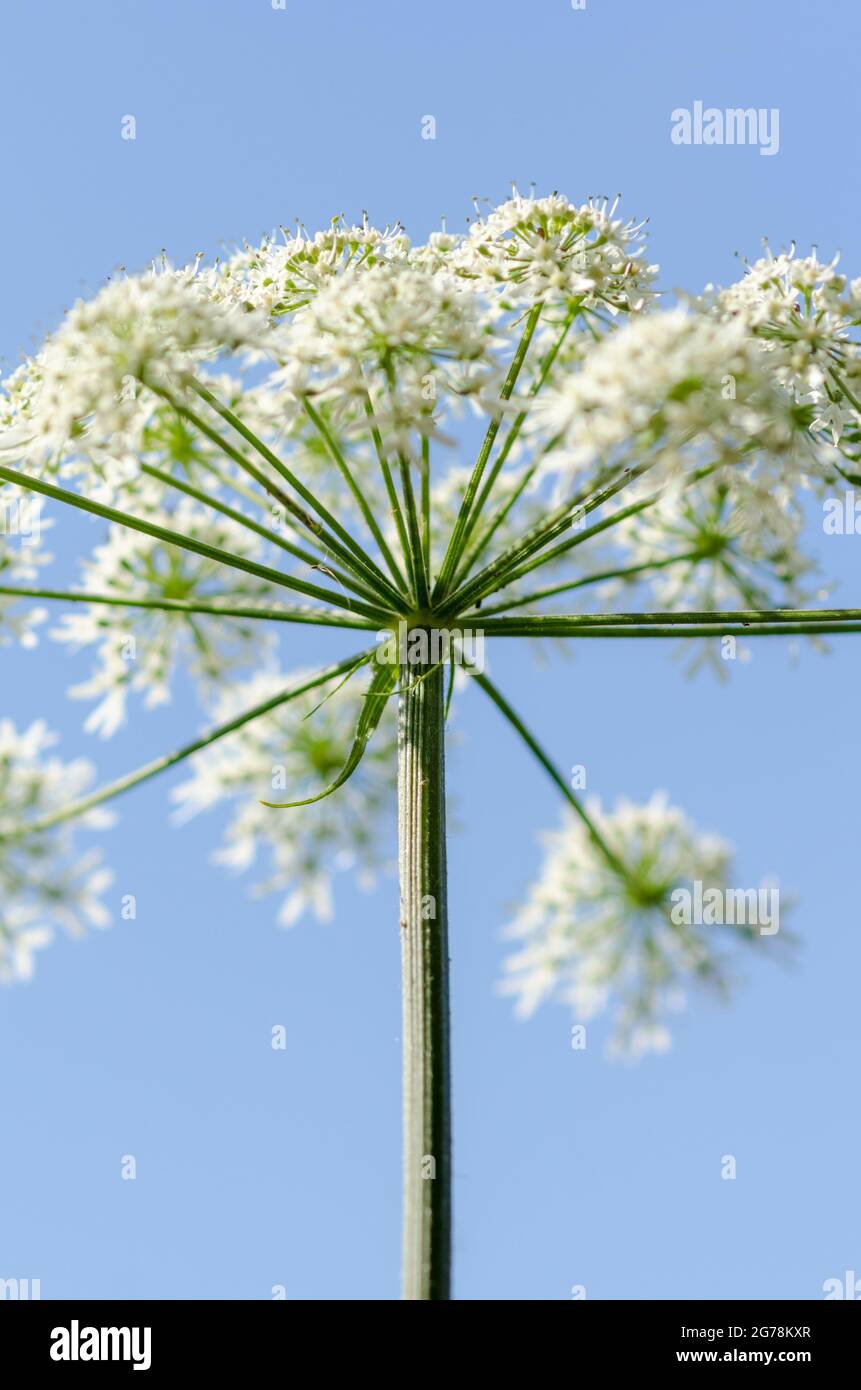 Heracleum mantegazzianum, Hogweed against blue sky, Apiaceae, known as ...