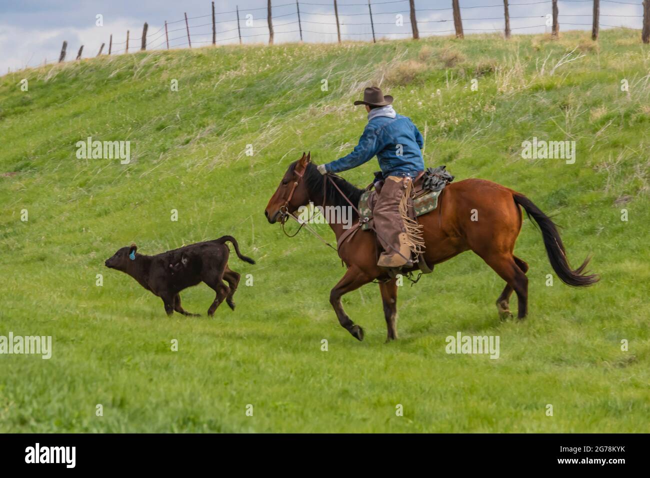 Cowboy chasing a calf during a family cattle drive along Nebraska ...