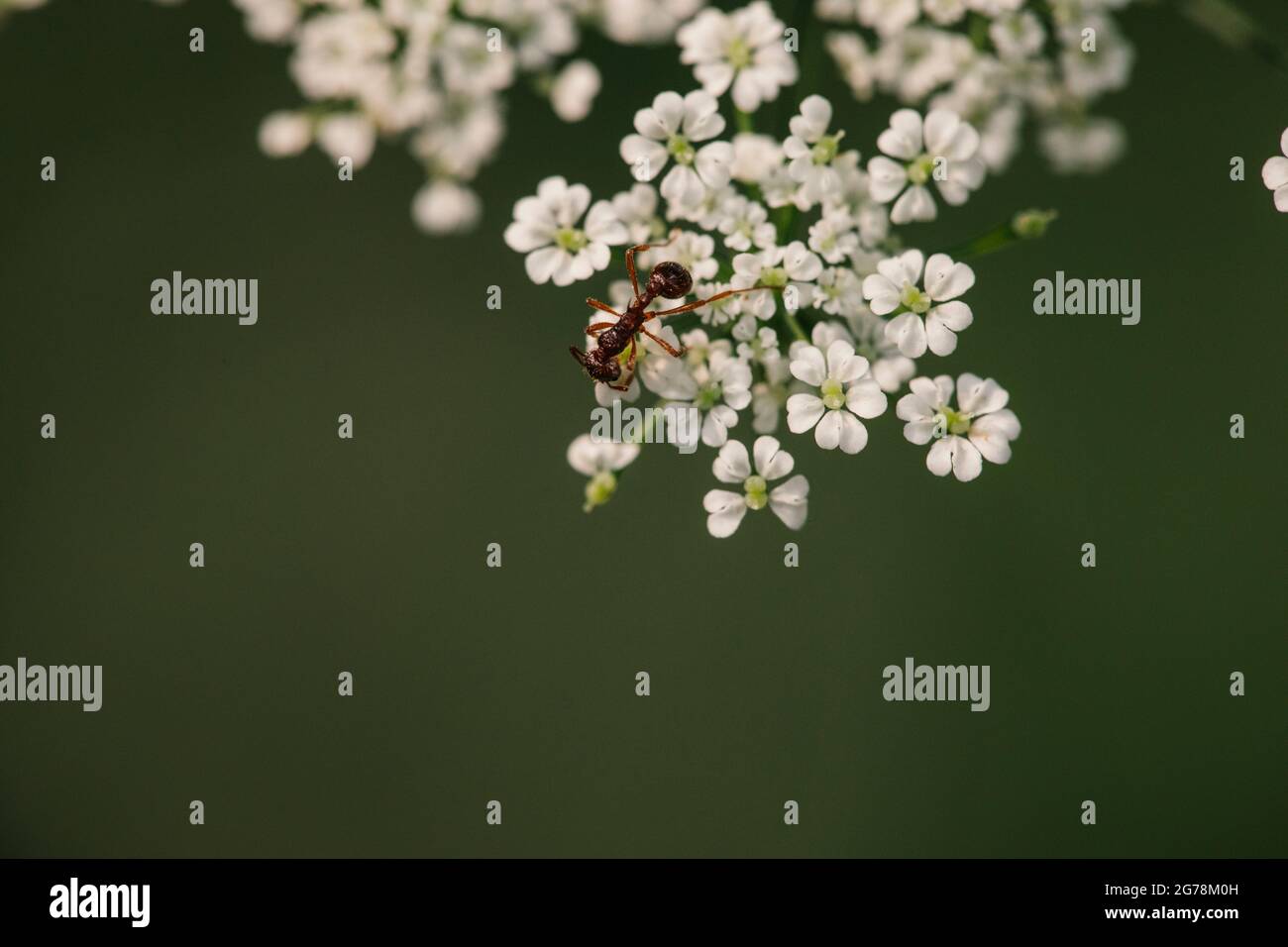 Germany, Teutoburg Forest, Großer and Kleiner Freeden, Osnabrücker Land ...