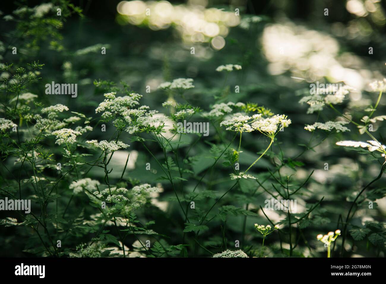 Germany, Teutoburg Forest, Großer and Kleiner Freeden, Osnabrücker Land ...