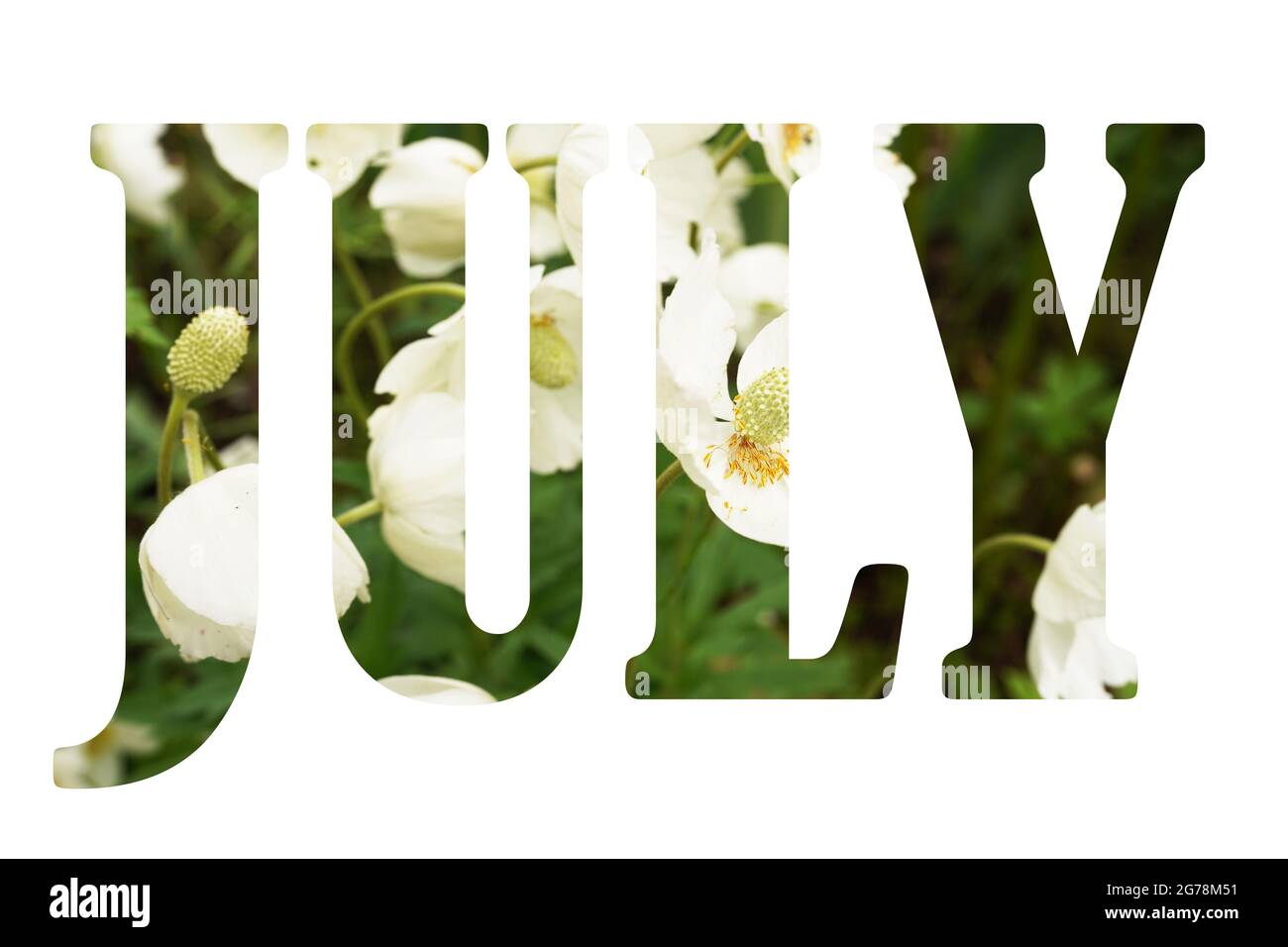 Text JULY from nature flowers background isolated on white Stock Photo ...
