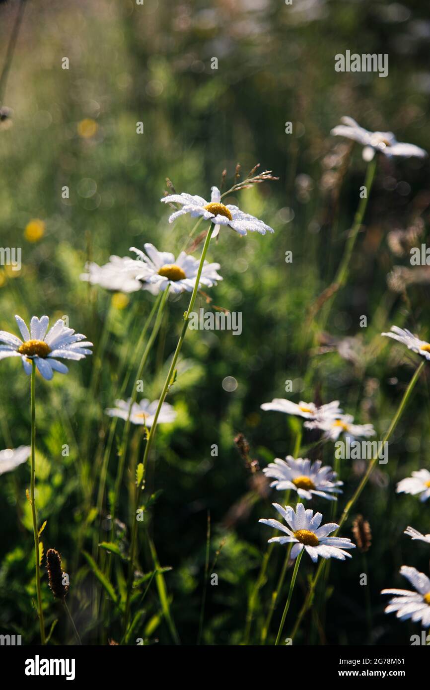Germany, Teutoburg Forest, Großer and Kleiner Freeden, Osnabrücker Land ...