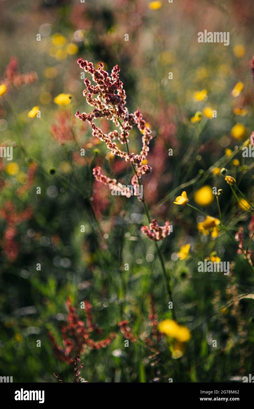 Germany, Teutoburg Forest, Großer and Kleiner Freeden, Osnabrücker Land ...