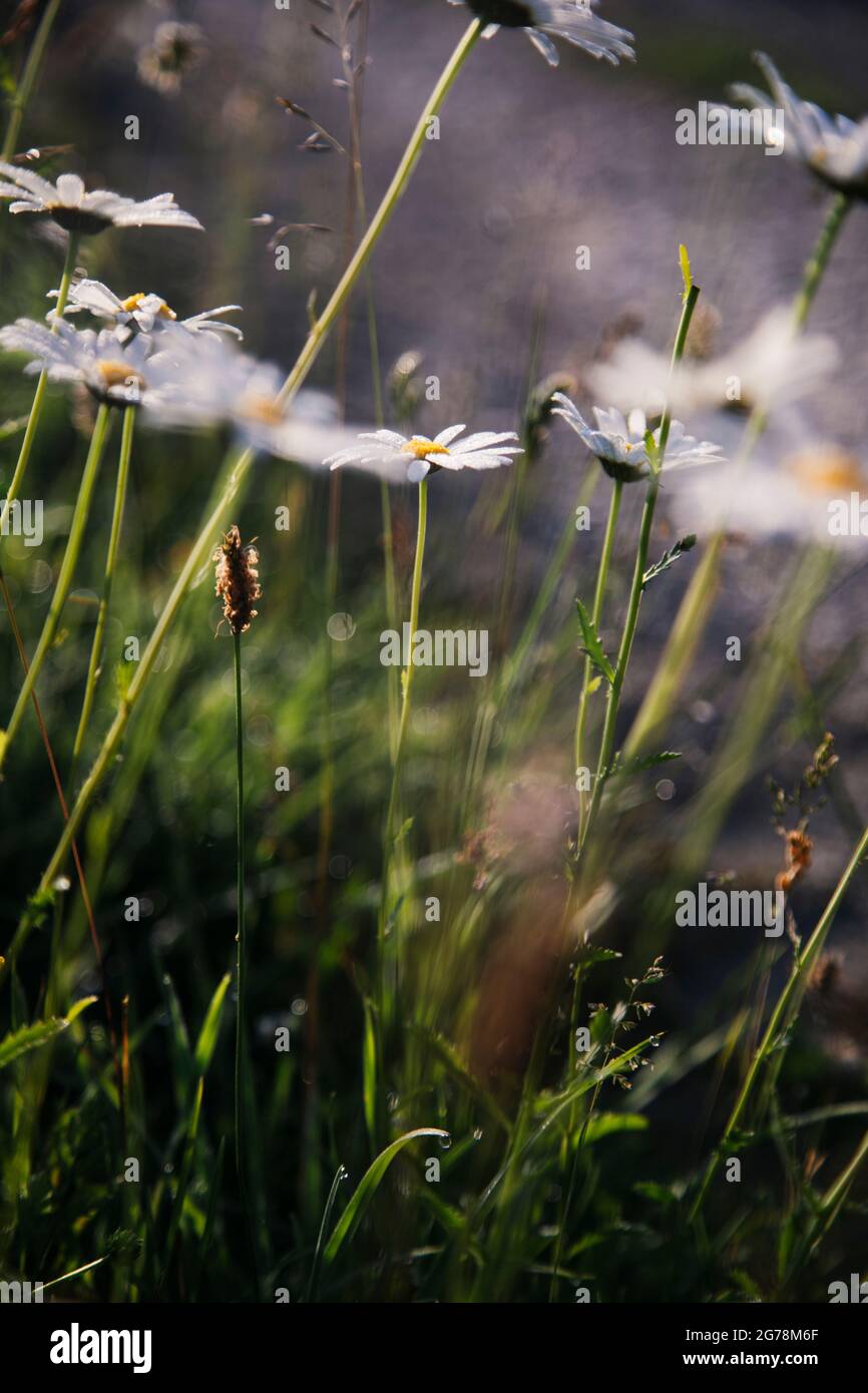 Germany, Teutoburg Forest, Großer and Kleiner Freeden, Osnabrücker Land ...