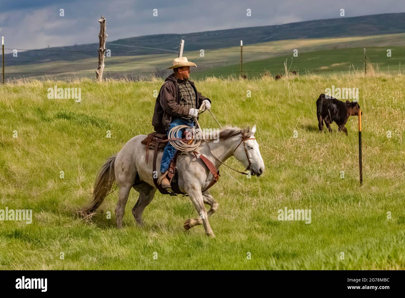 Cowboy driving horses hi-res stock photography and images - Alamy